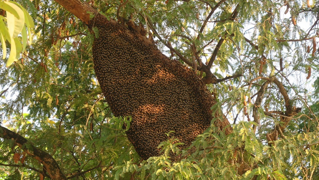 Native Honey Bees of Southeast Asia and Conservation Challenges ...