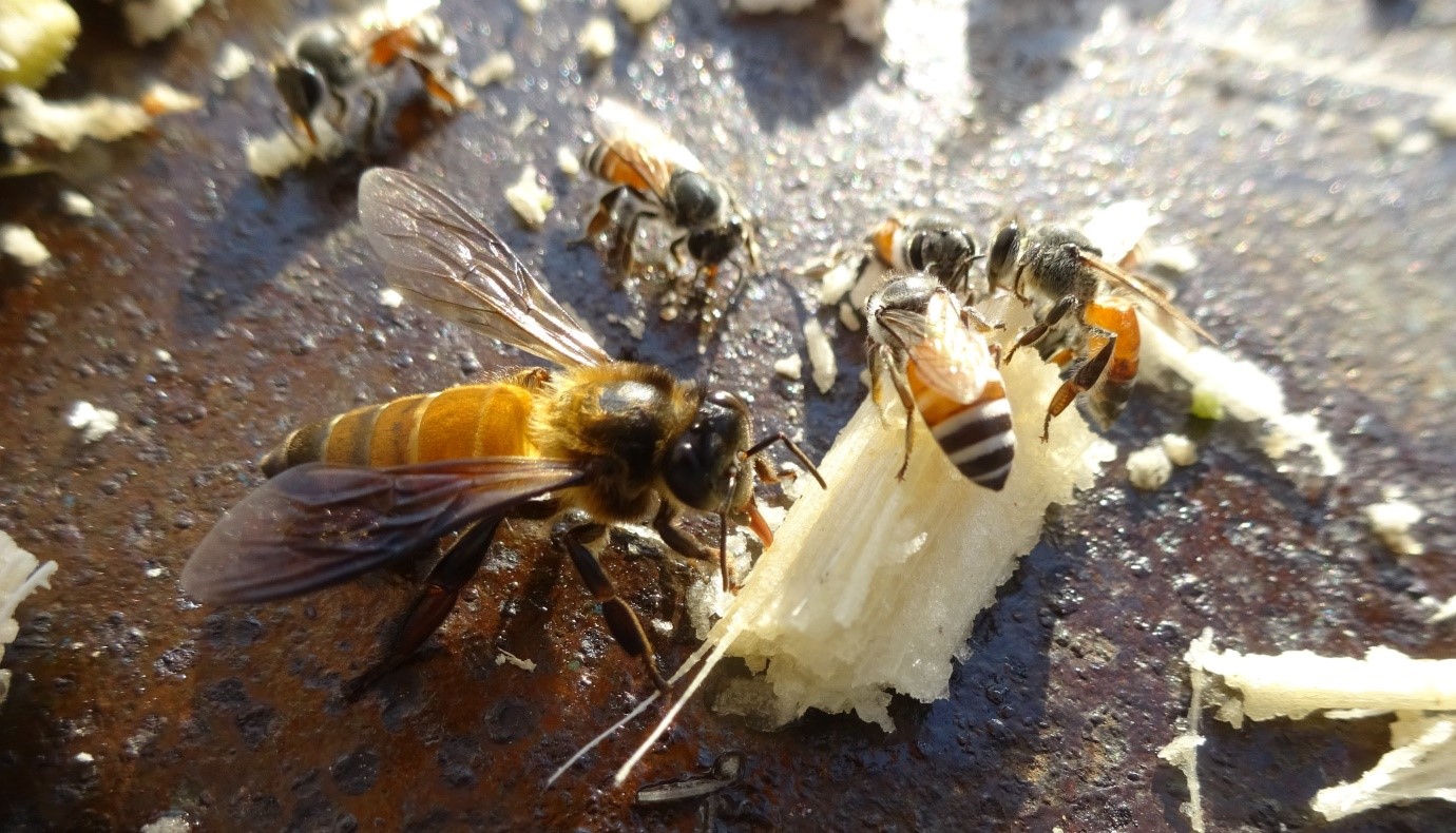 Native Honey Bees of Southeast Asia and Conservation Challenges ...