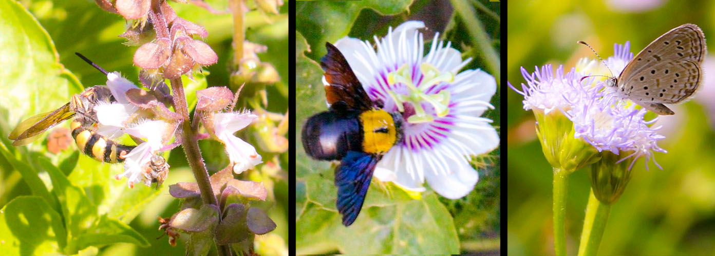 A Passion for Pollinators in Thailand | Heinrich Böll Foundation ...