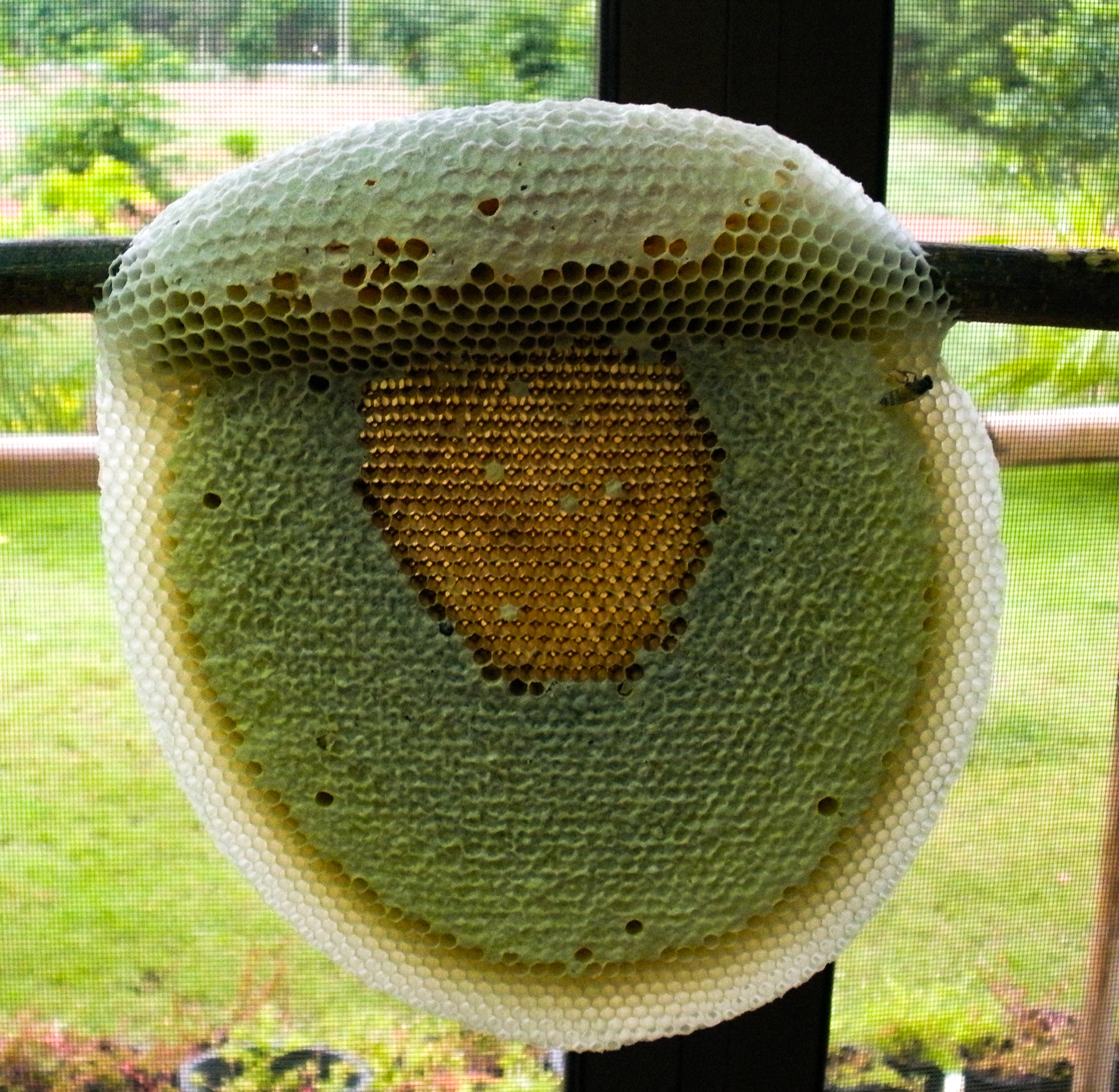 The Benefits of Sustainable Honey Production in Southeast Asia ...