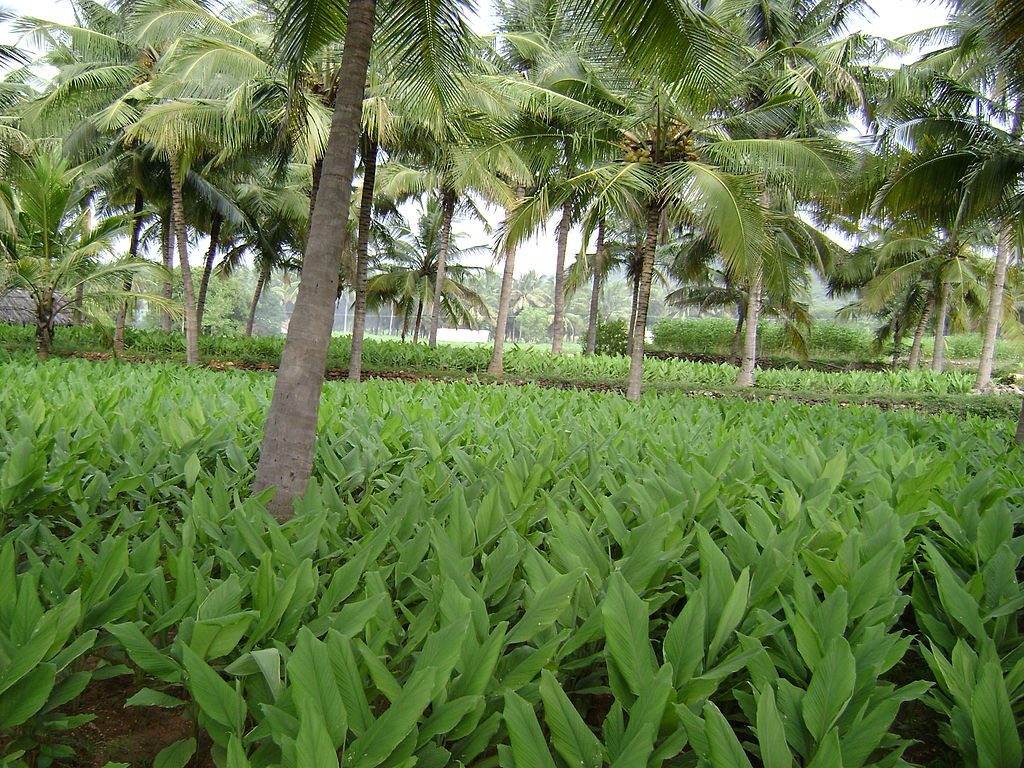 Turmeric Supports Rural Livelihoods in Myanmar | Heinrich Böll ...