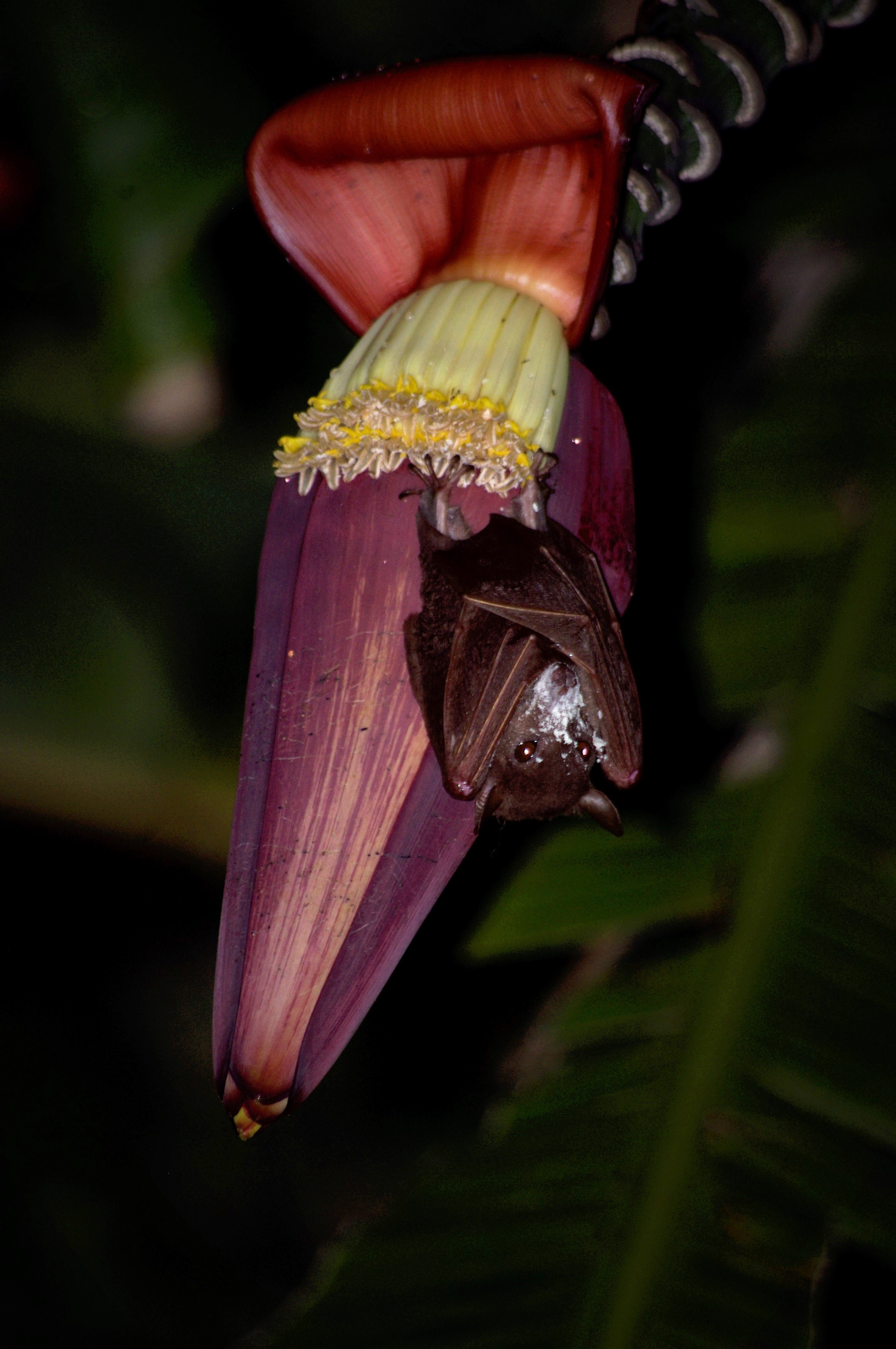 The Importance of Bat Pollinators: Case Study in Southern Thailand ...
