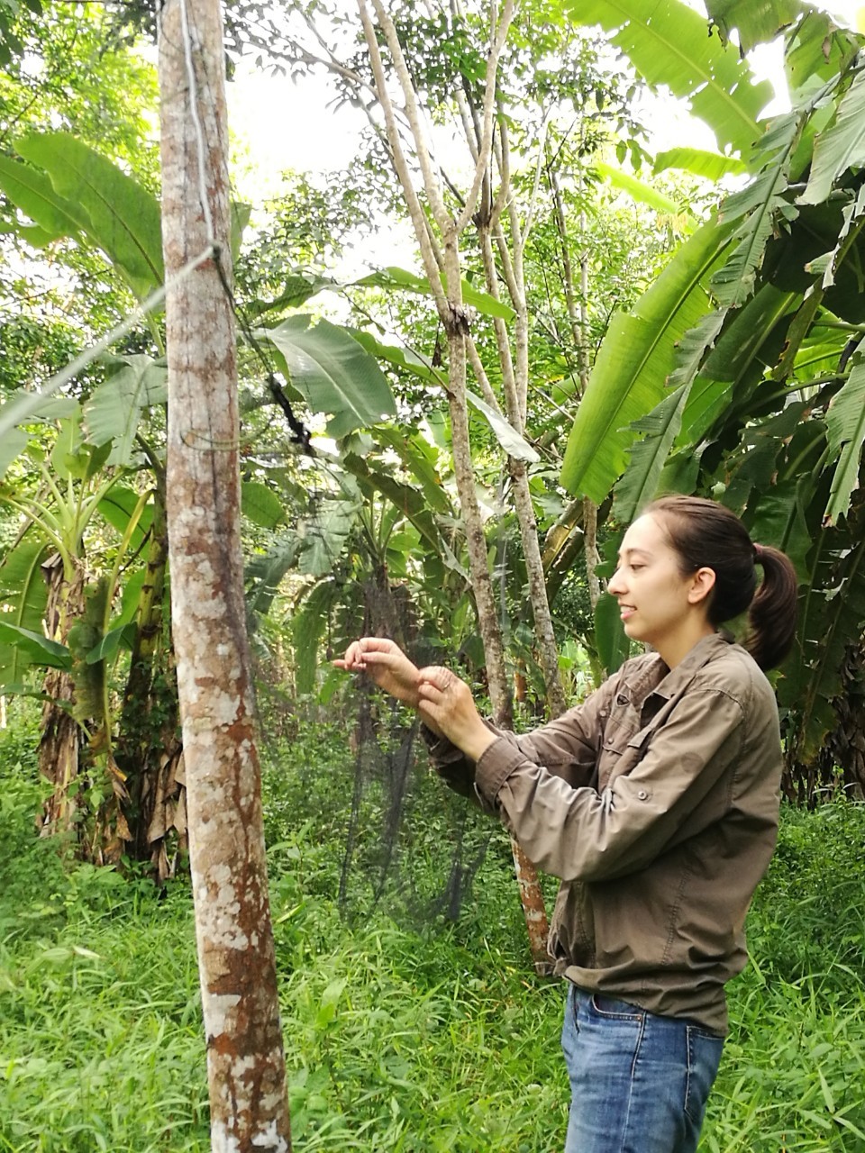 The Importance of Bat Pollinators: Case Study in Southern Thailand ...