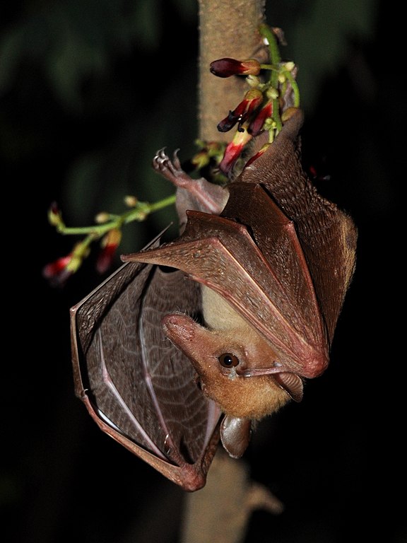 The Importance of Bat Pollinators: Case Study in Southern Thailand ...