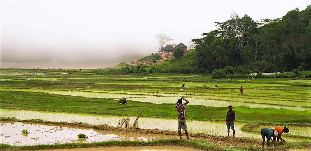 The Stagnant Policy Context of Economic Diversification in Timor-Leste ...