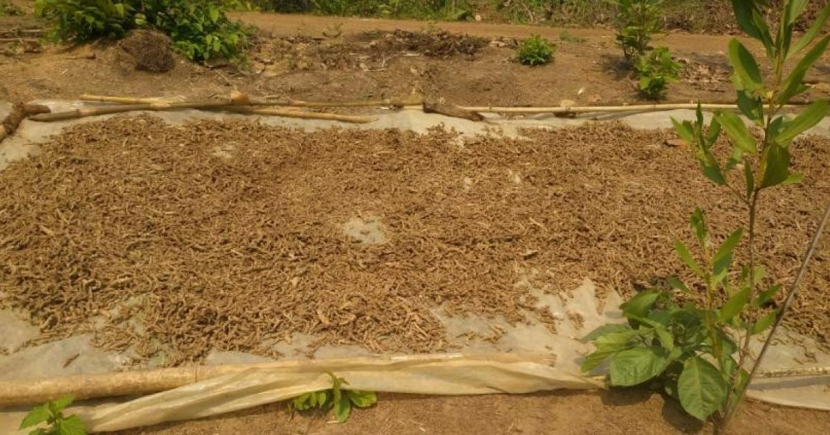 Turmeric Supports Rural Livelihoods in Myanmar | Heinrich Böll ...